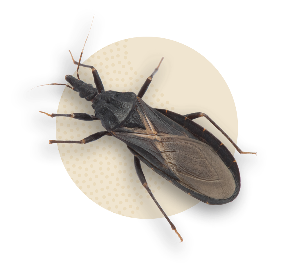 About Chagas Disease And Kissing Bugs